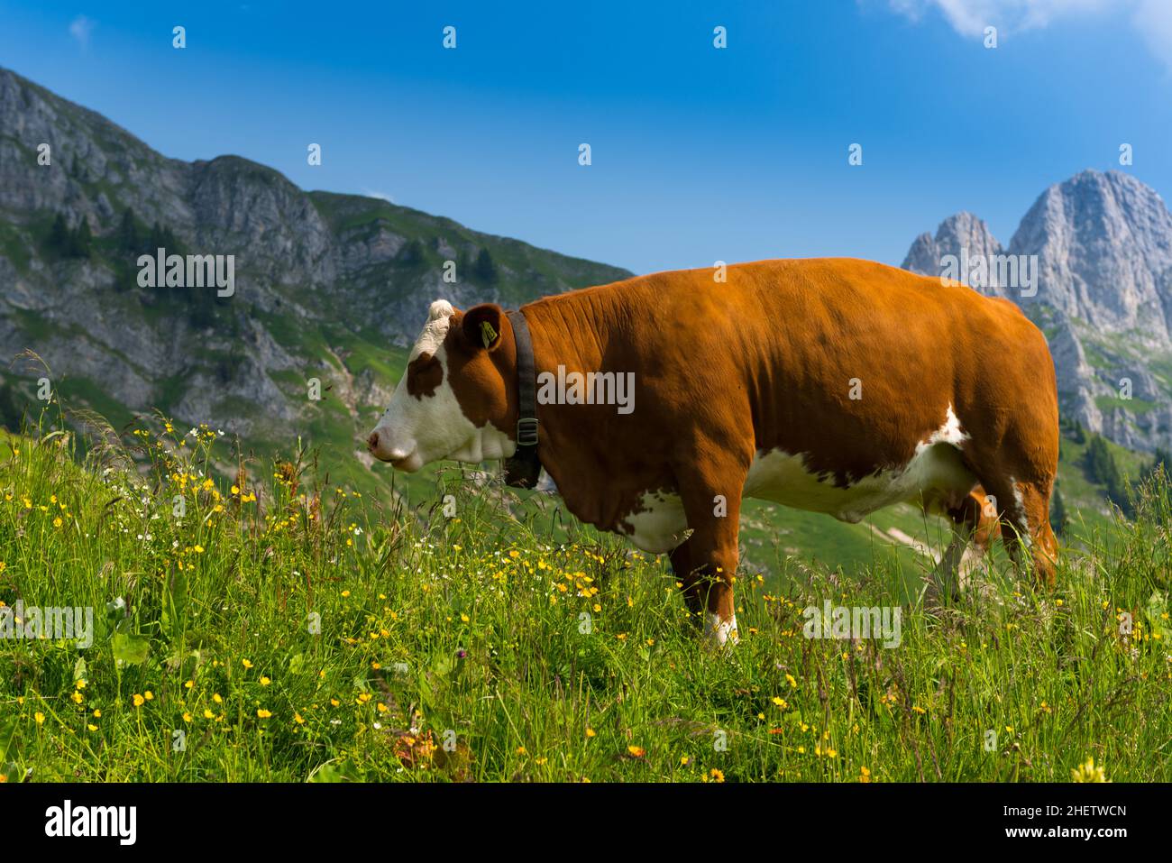 fat healthy cow on mountain meadow Stock Photo - Alamy