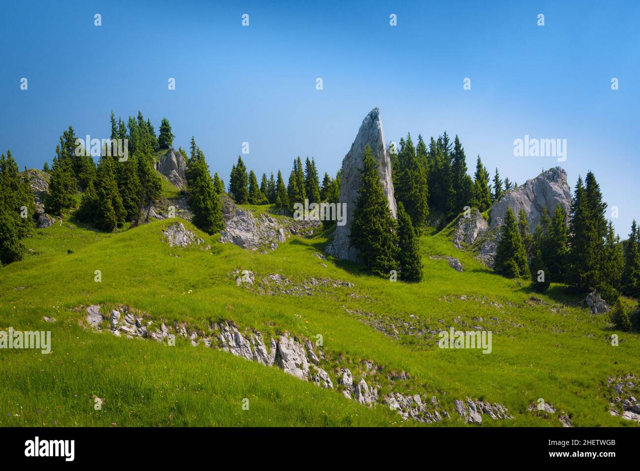 Huge green tree view hi-res stock photography and images - Alamy