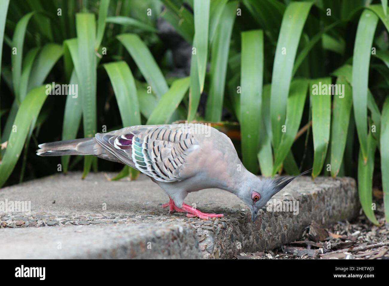 Birds of Australia Stock Photo - Alamy