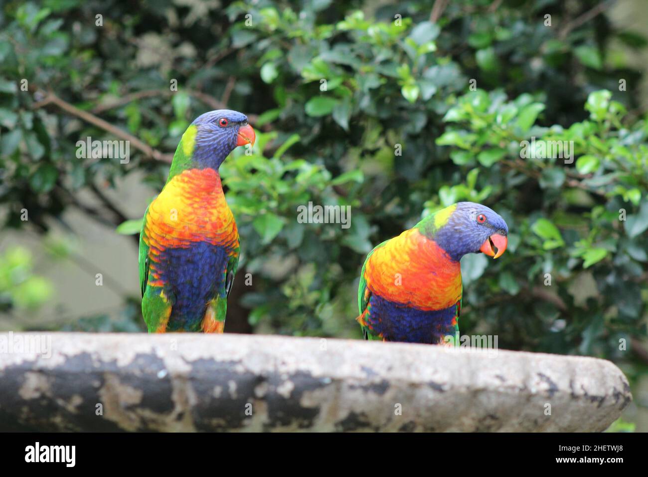 Birds of Australia Stock Photo - Alamy