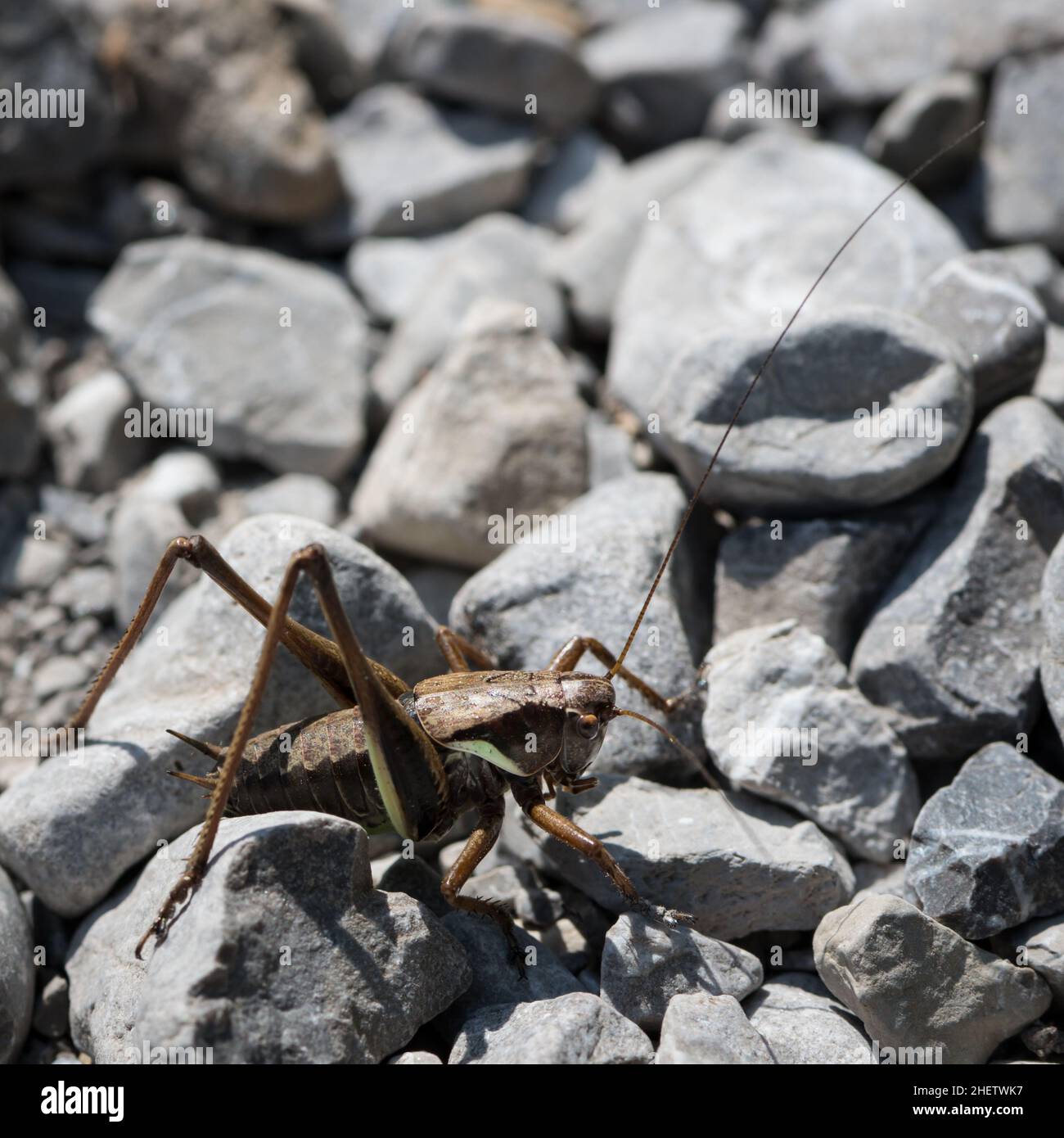 Wingless grasshopper hi-res stock photography and images - Alamy