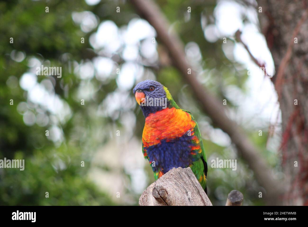 Hand feeding australian birds hi-res stock photography and images - Alamy