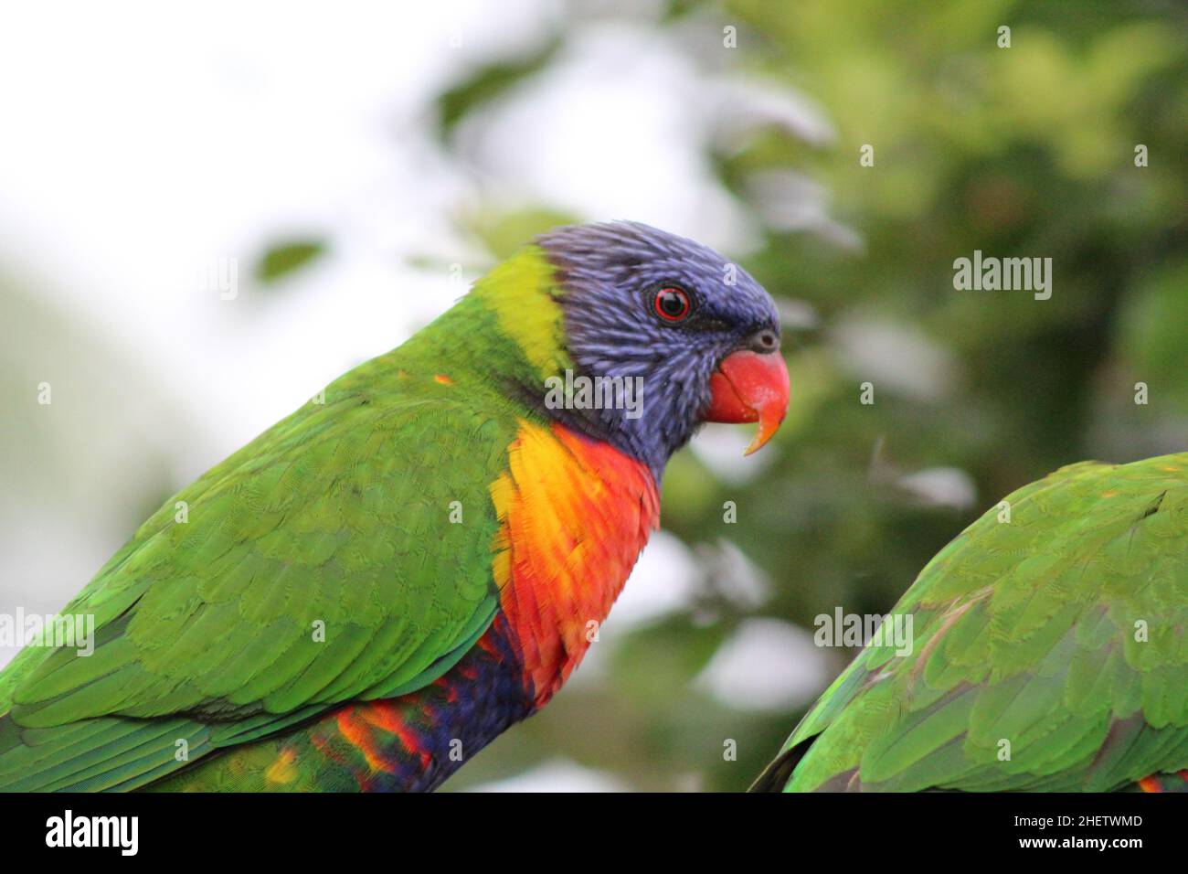 Birds of Australia Stock Photo - Alamy