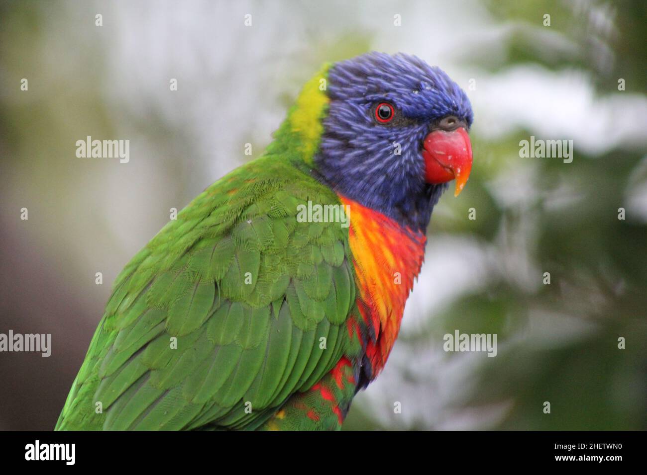 Birds of Australia Stock Photo - Alamy