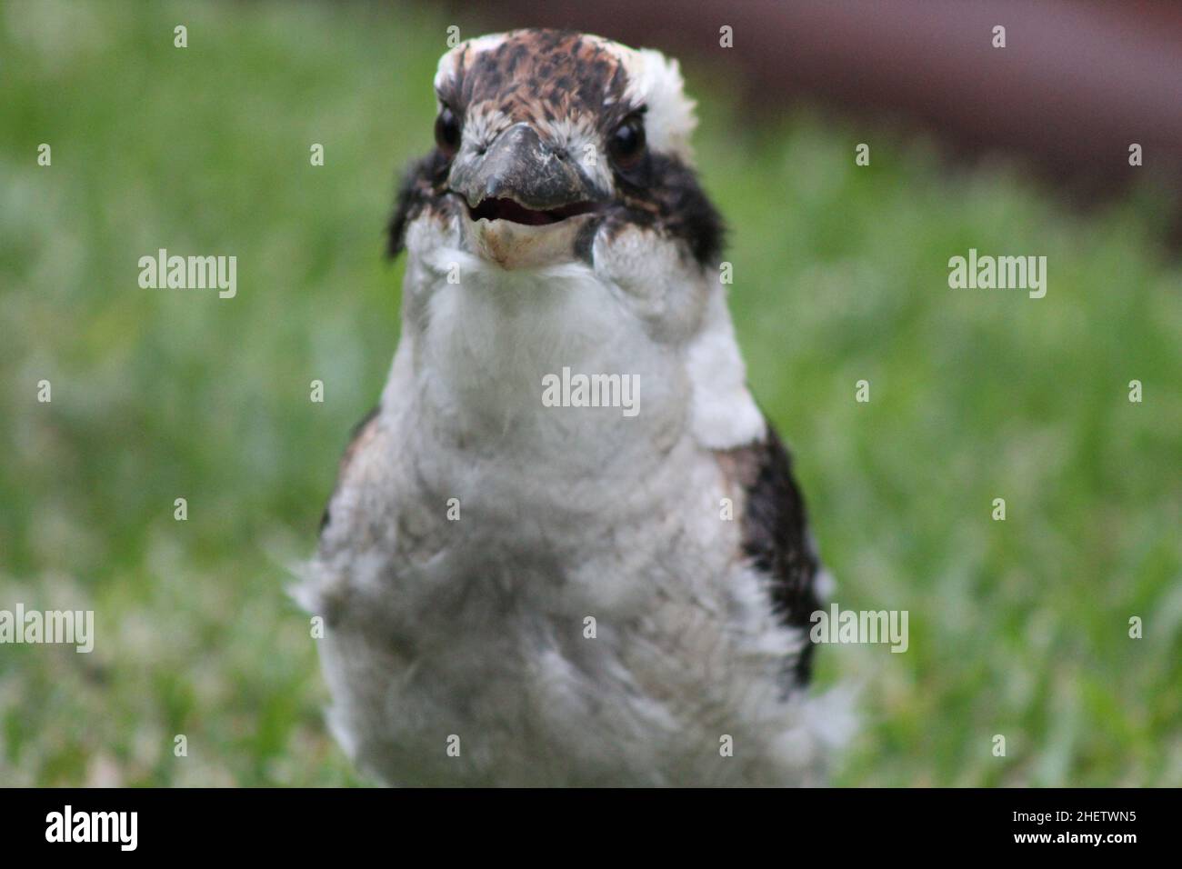 Birds of Australia Stock Photo - Alamy