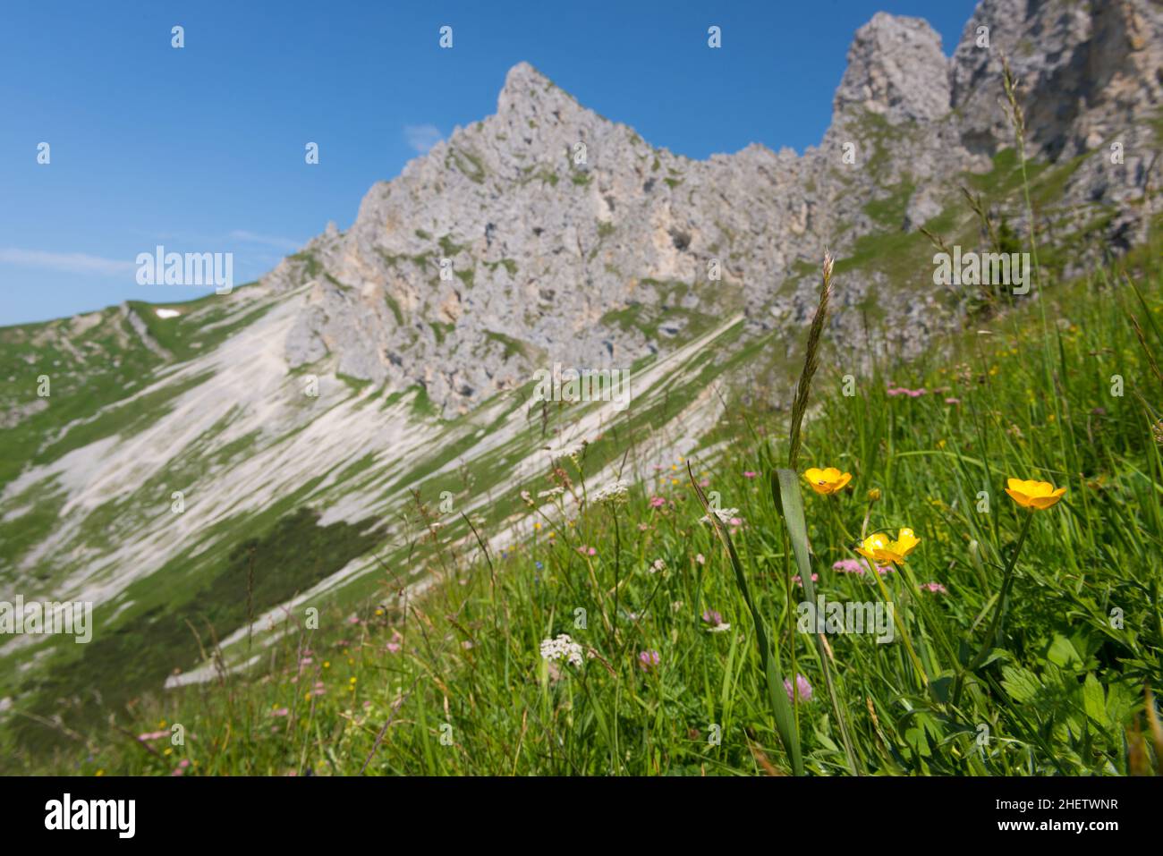 steep green alp mountain meadow Stock Photo - Alamy