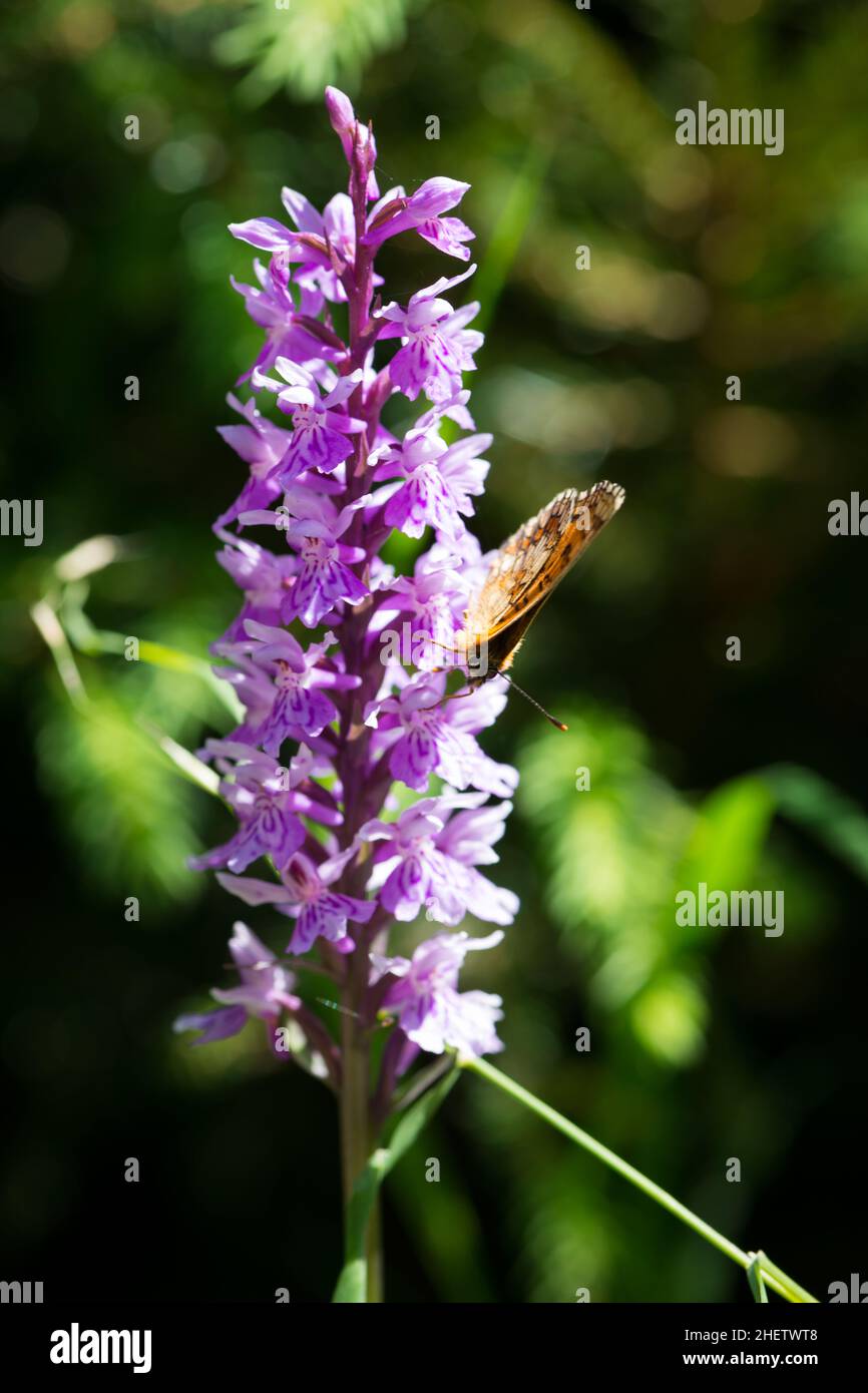Butterfly orchid insect hi-res stock photography and images - Alamy