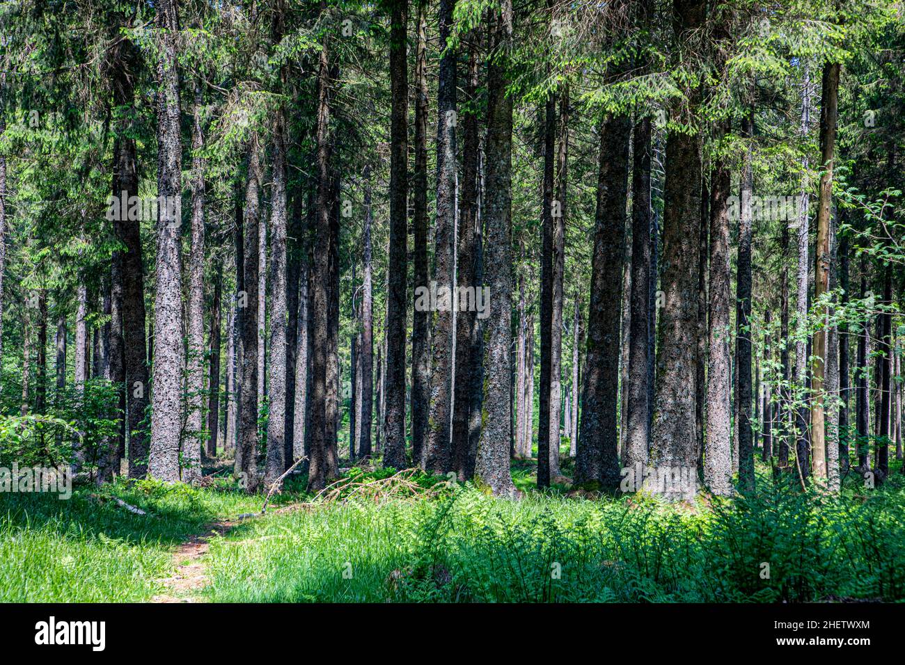 dense trees in the forest of Belmont in Alsace region, France Stock ...