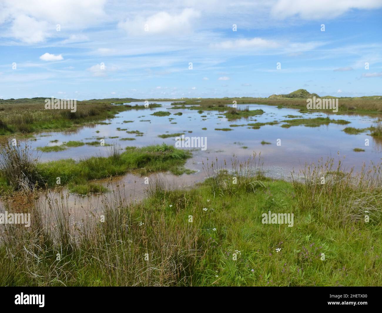 Salt marshes on Borkum island, Germany Stock Photo - Alamy