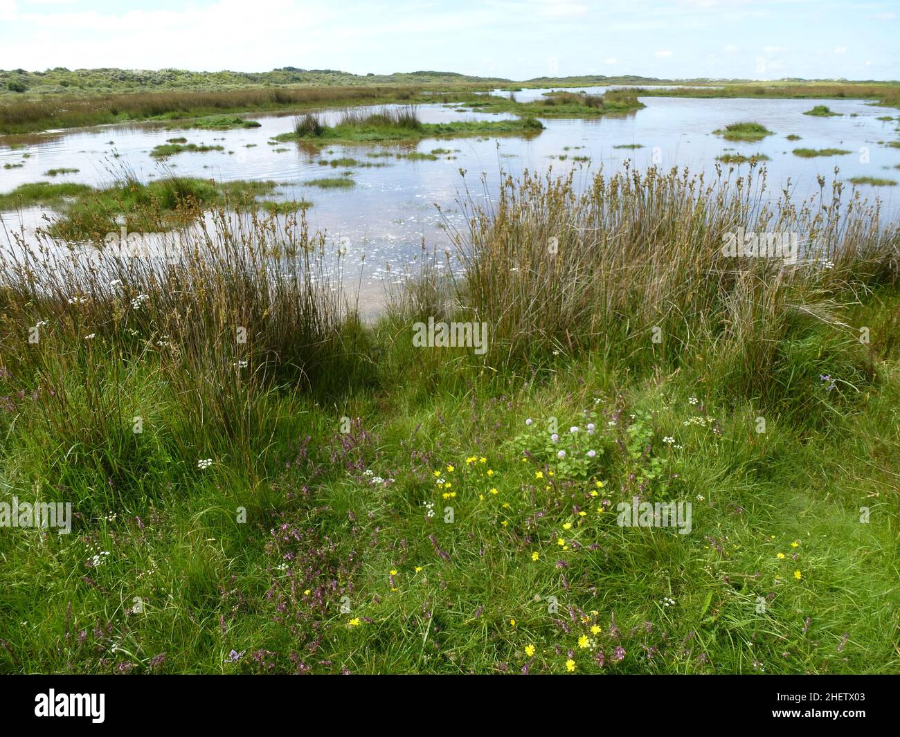 Salt marshes on Borkum island, Germany Stock Photo - Alamy