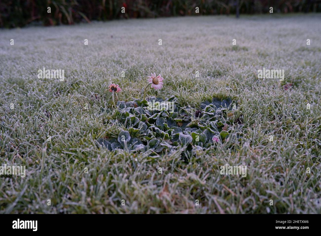 Frost covered Daisy Stock Photo - Alamy
