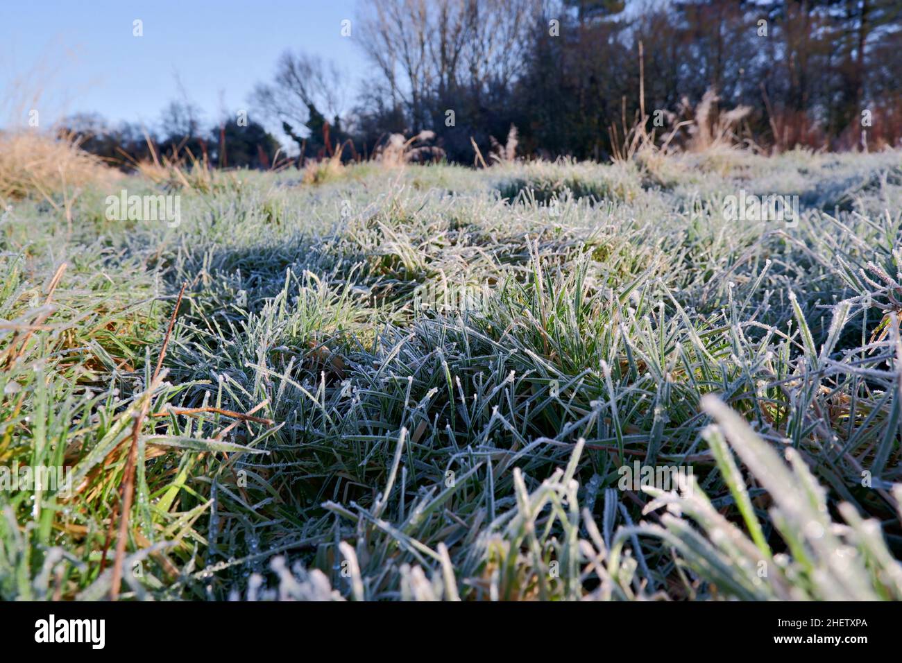 Frost covered grass hi-res stock photography and images - Alamy