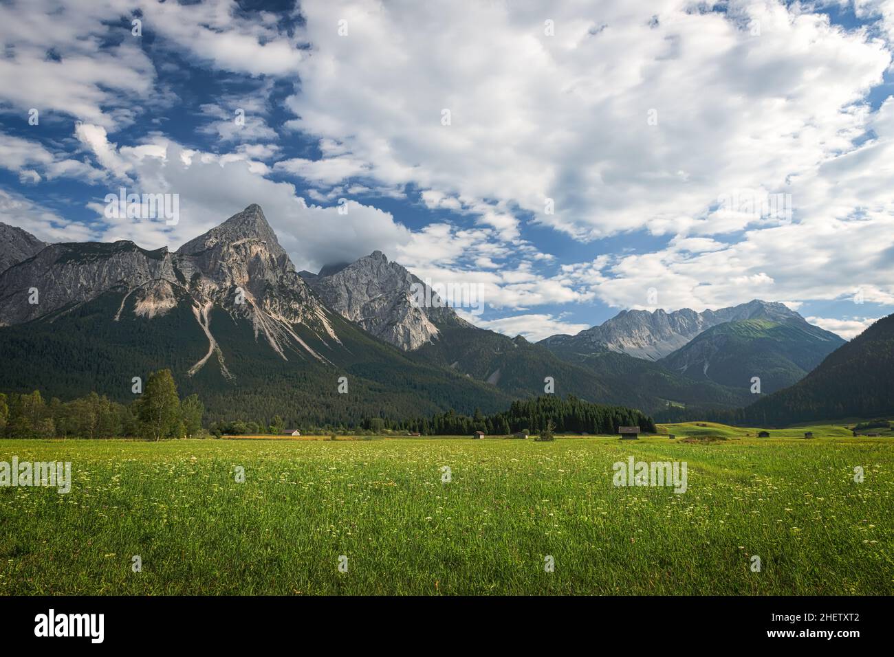flower meadow with austrian mountains in background Stock Photo - Alamy