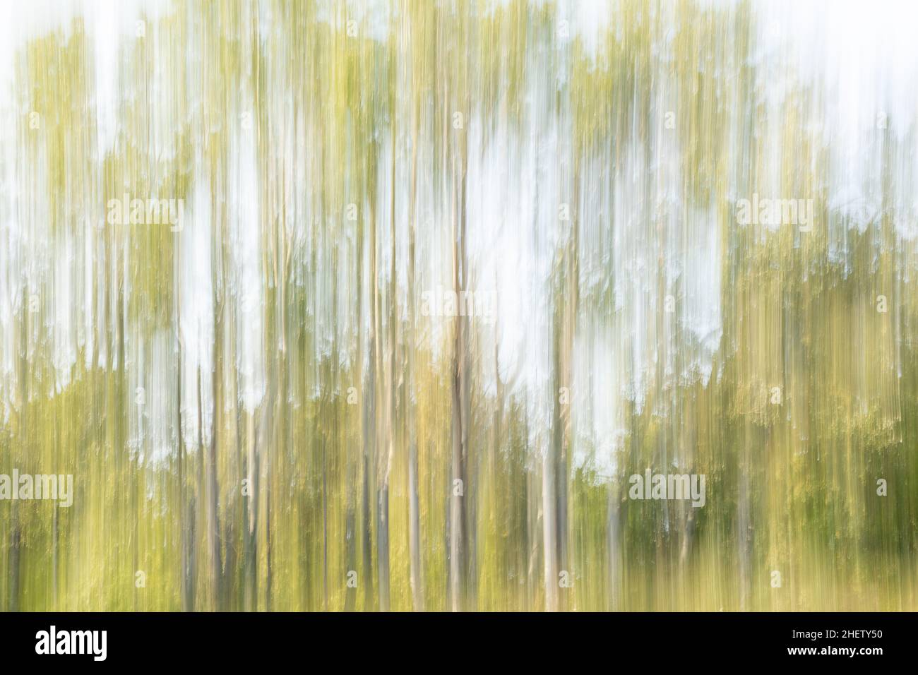 Texture, plant and abstract in pastel green Stock Photo - Alamy