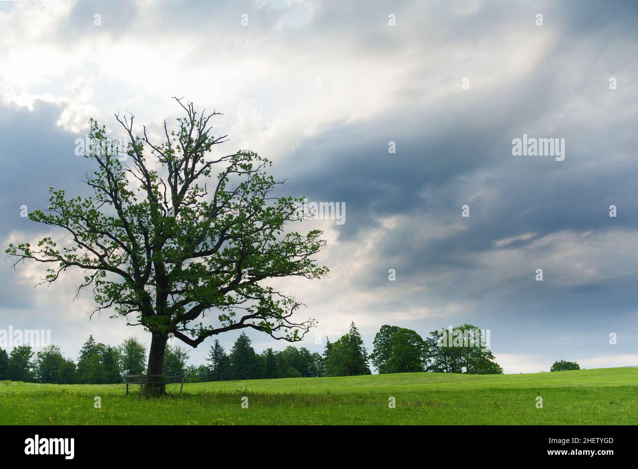 single green tree at meadow and dramatic cloudy sky Stock Photo - Alamy