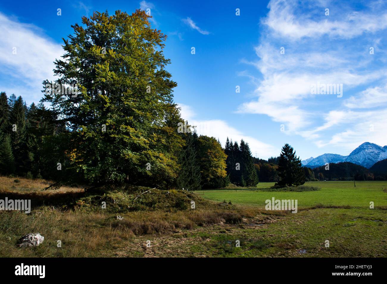 Lush green mountain fields bounded by evergreen trees and woodland with ...