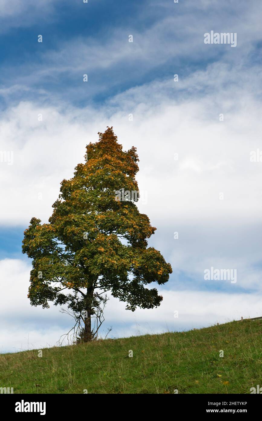 single autumn tree on meadow hill with sky and clouds Stock Photo - Alamy