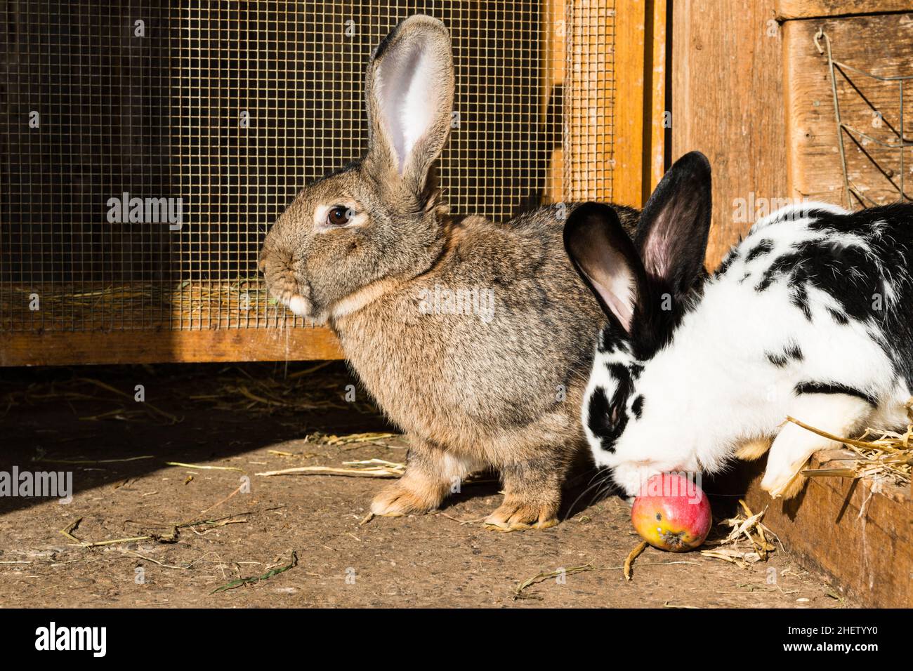 Funny bunnies hi-res stock photography and images - Alamy