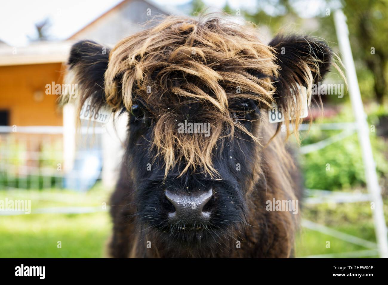 Long haired creature hi-res stock photography and images - Alamy