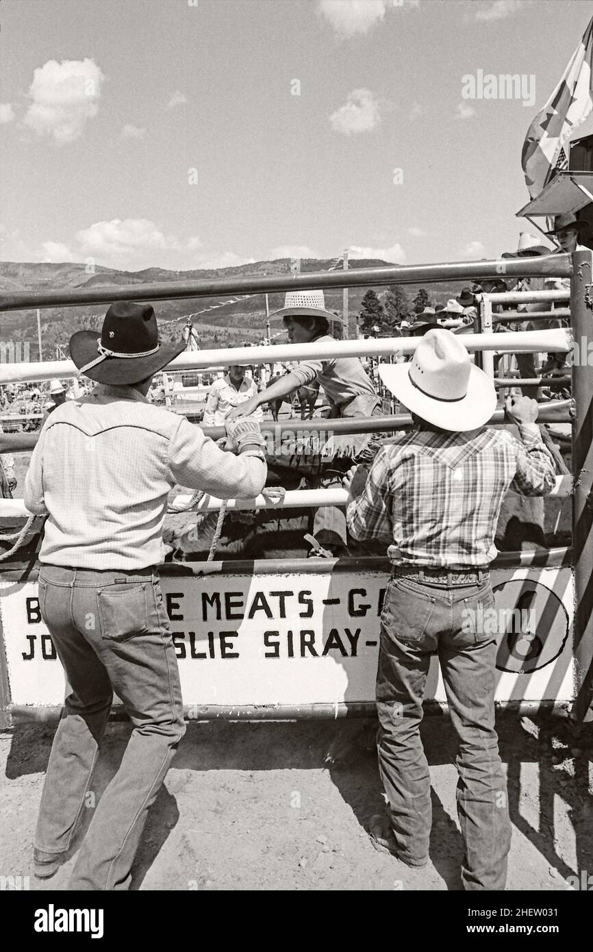 Boys steer riding event at the Crowsnest Pass Rodeo, Alberta Canada ...