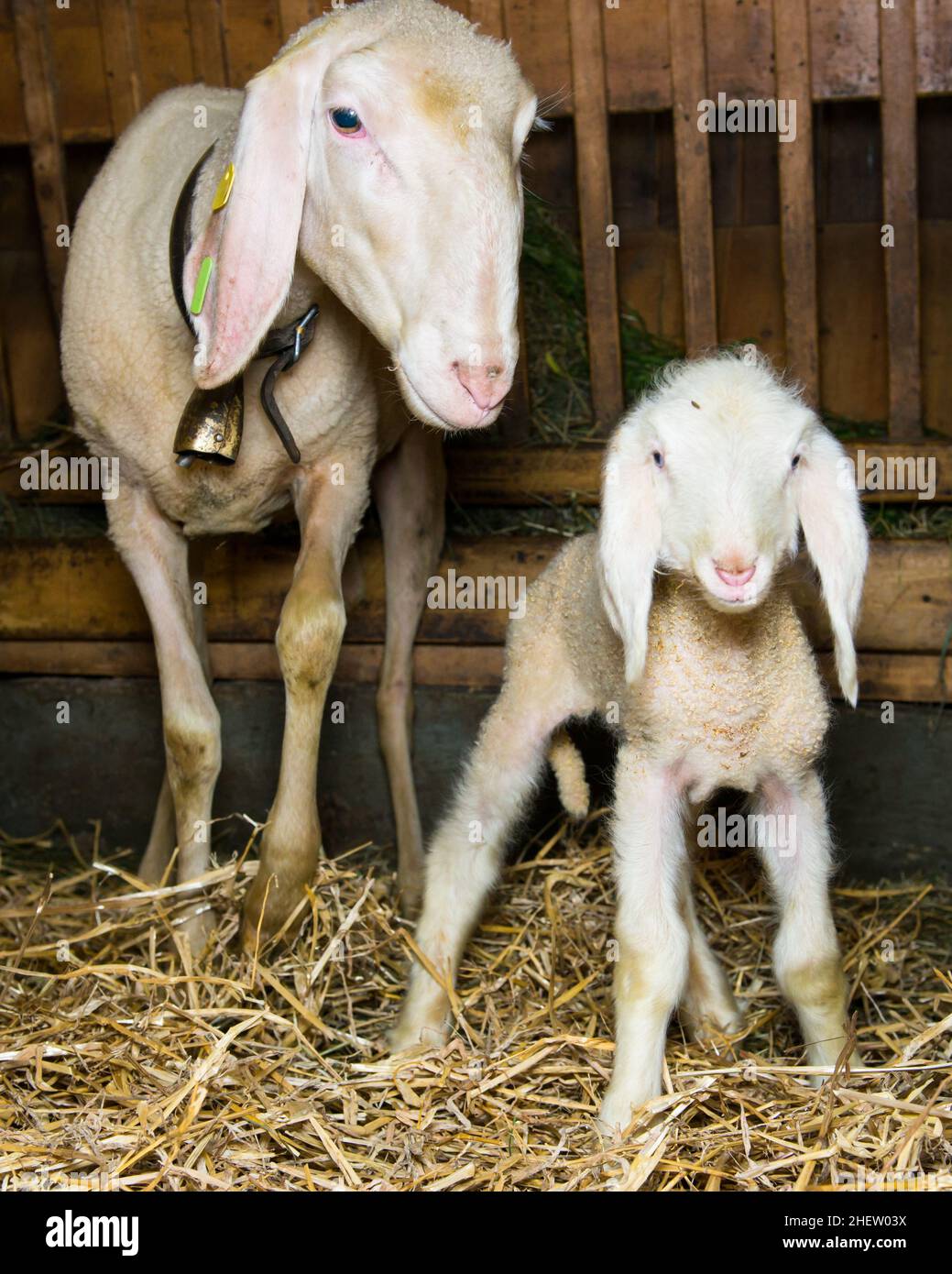 mother and baby sheep standing in barn with straw Stock Photo - Alamy