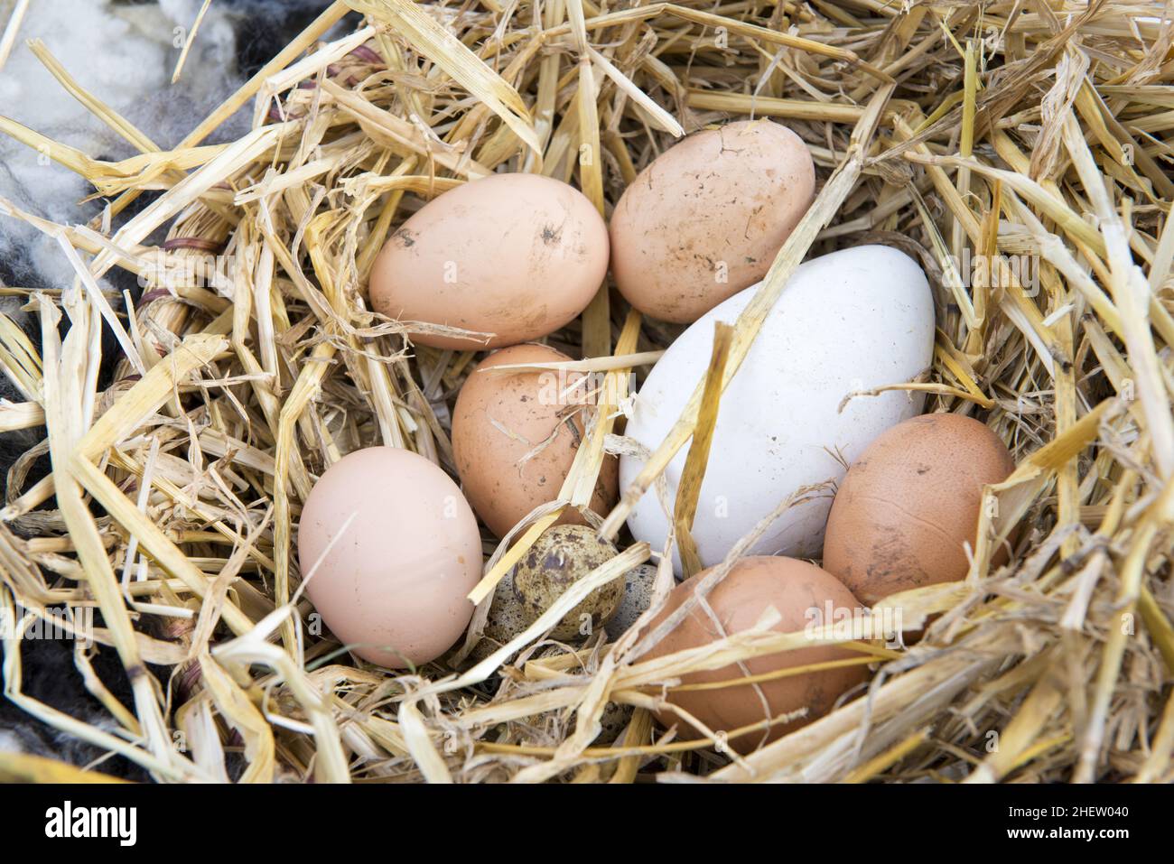 different brown and white eggs nested in straw Stock Photo - Alamy