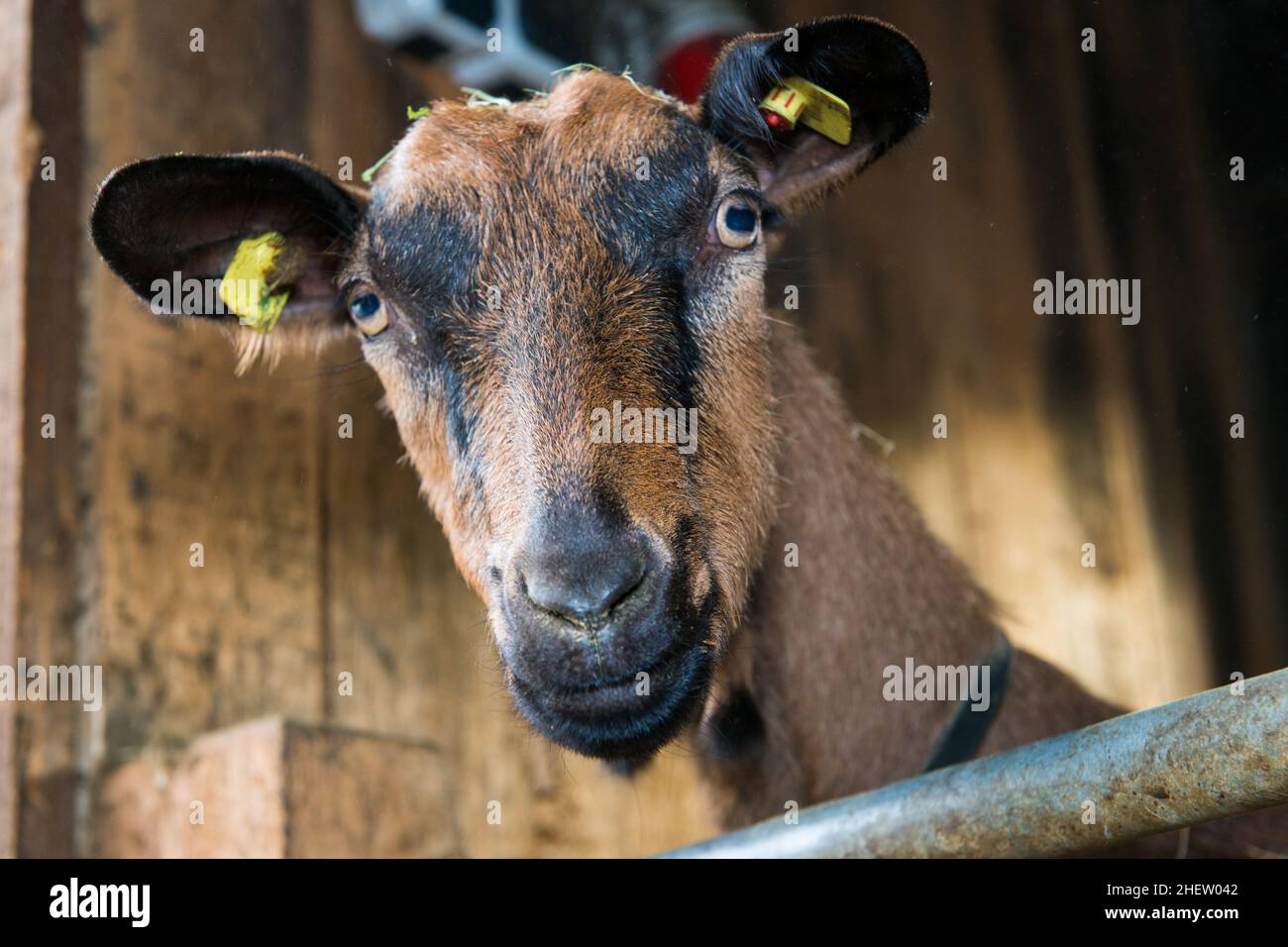 Domestic goat looking over fence hi-res stock photography and images ...