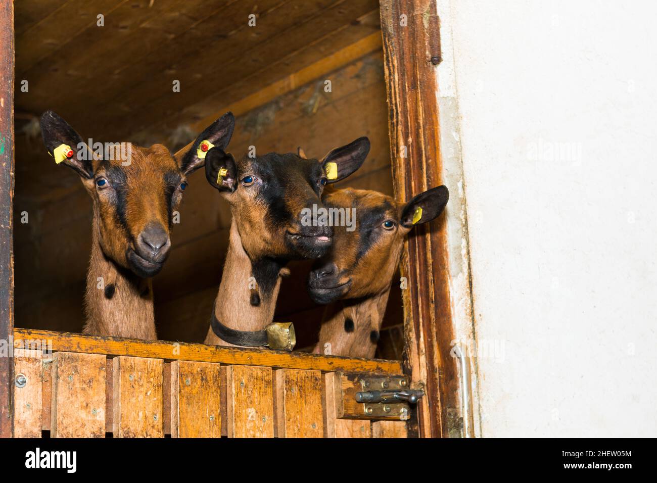 three young goats looking out of their wooden barn box Stock Photo - Alamy
