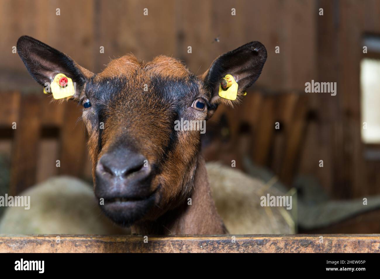 young goat with pierced ears looks out of his wooden barn Stock Photo ...