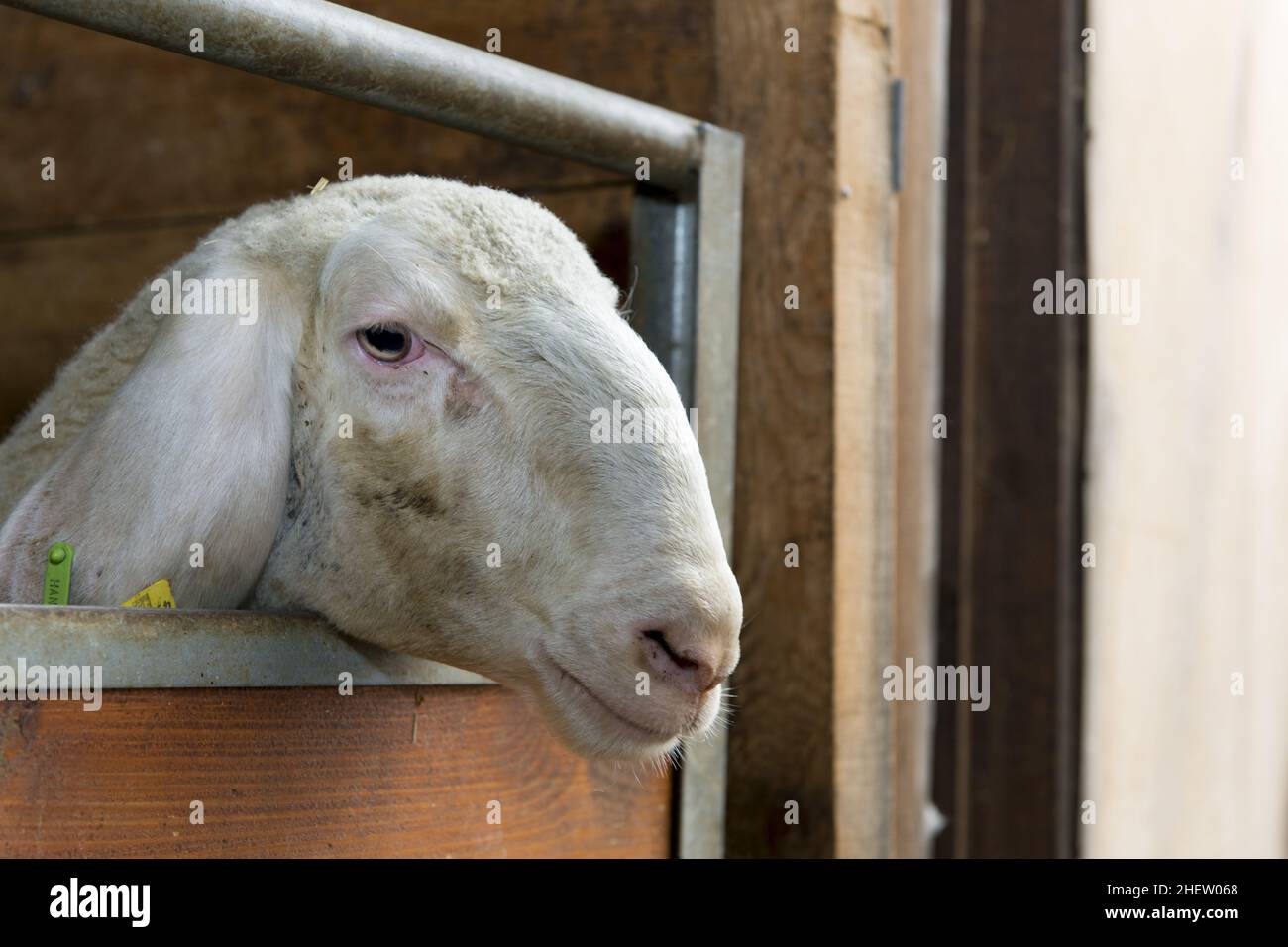 white sad dirty sheep looks out of his barn wants to get away out Stock ...