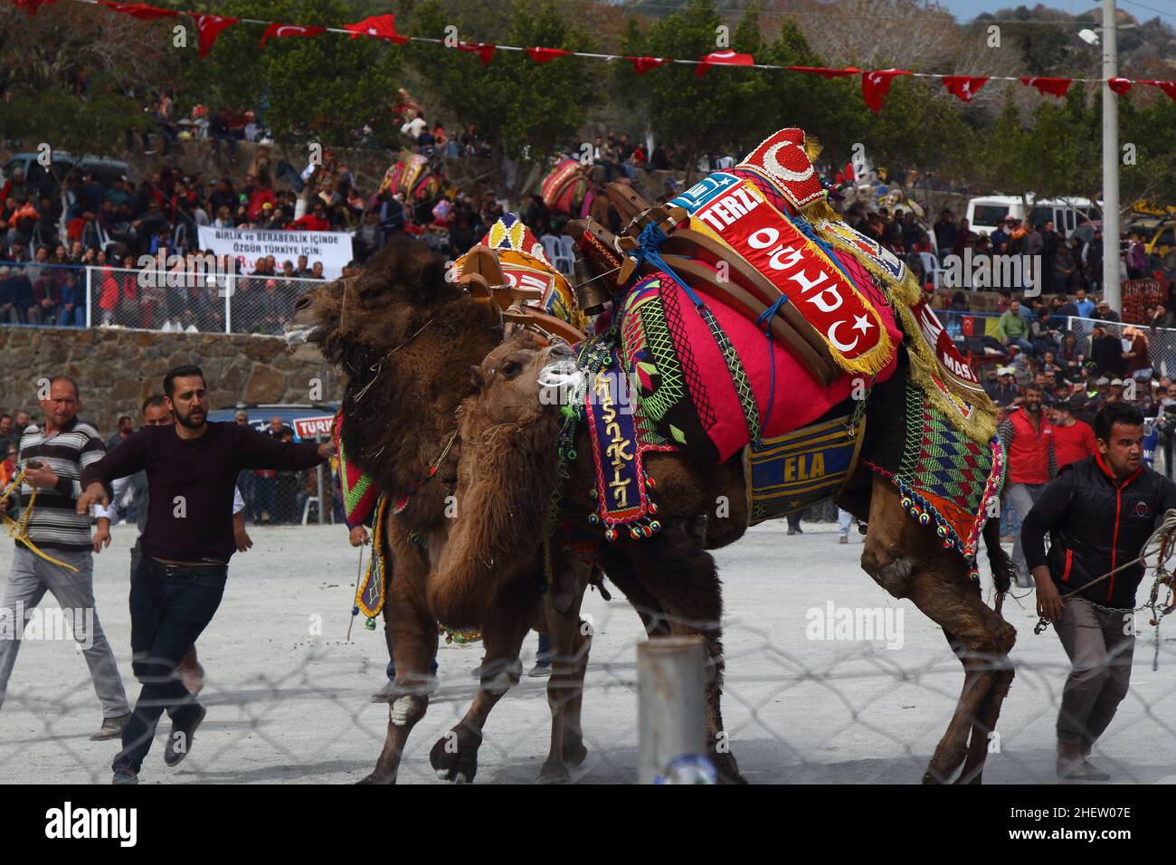 Bodrum, Turkey - 19 March 2017: Traditional camel wrestling is very ...