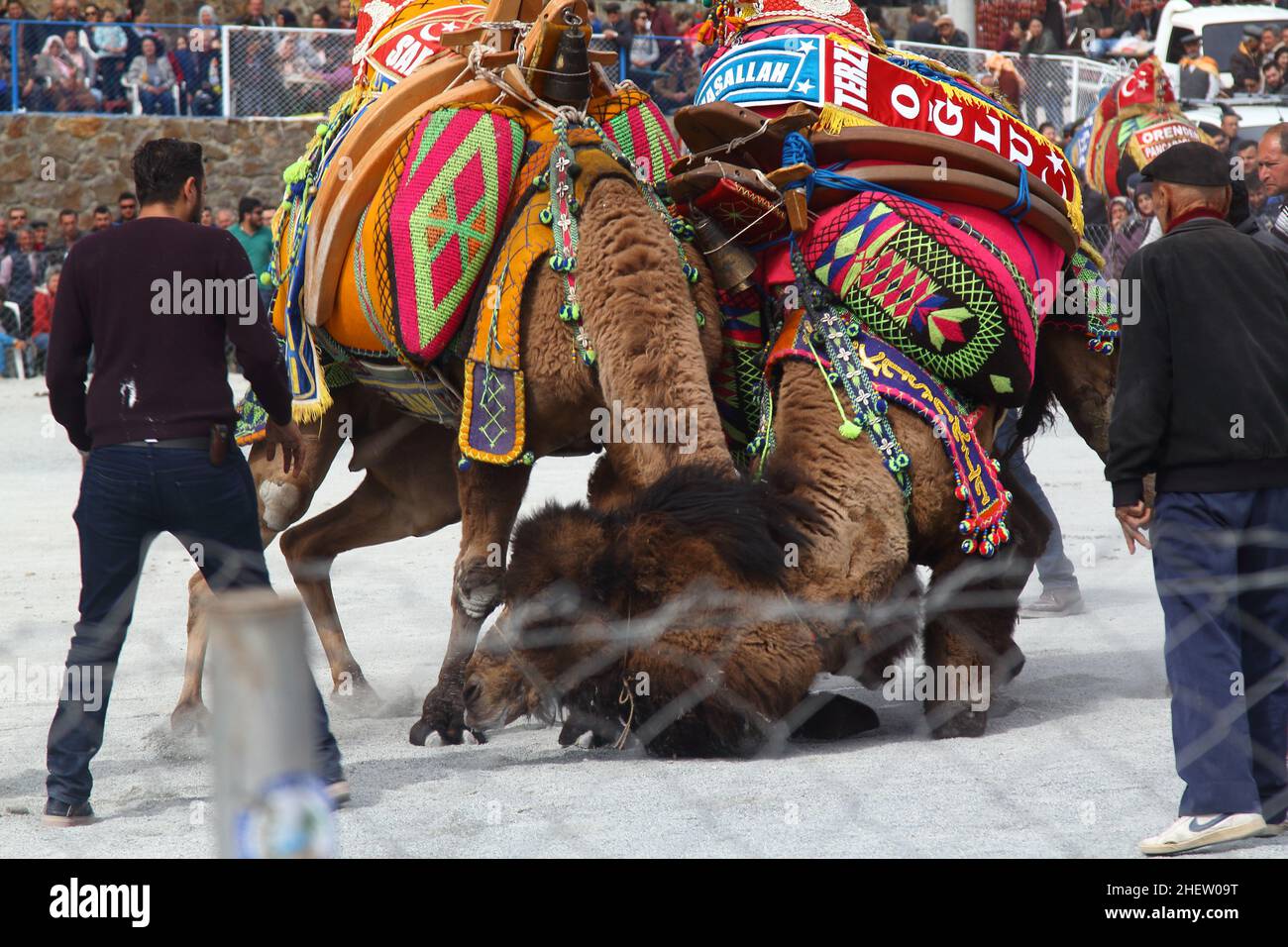 Bodrum, Turkey - 19 March 2017: Traditional camel wrestling is very ...