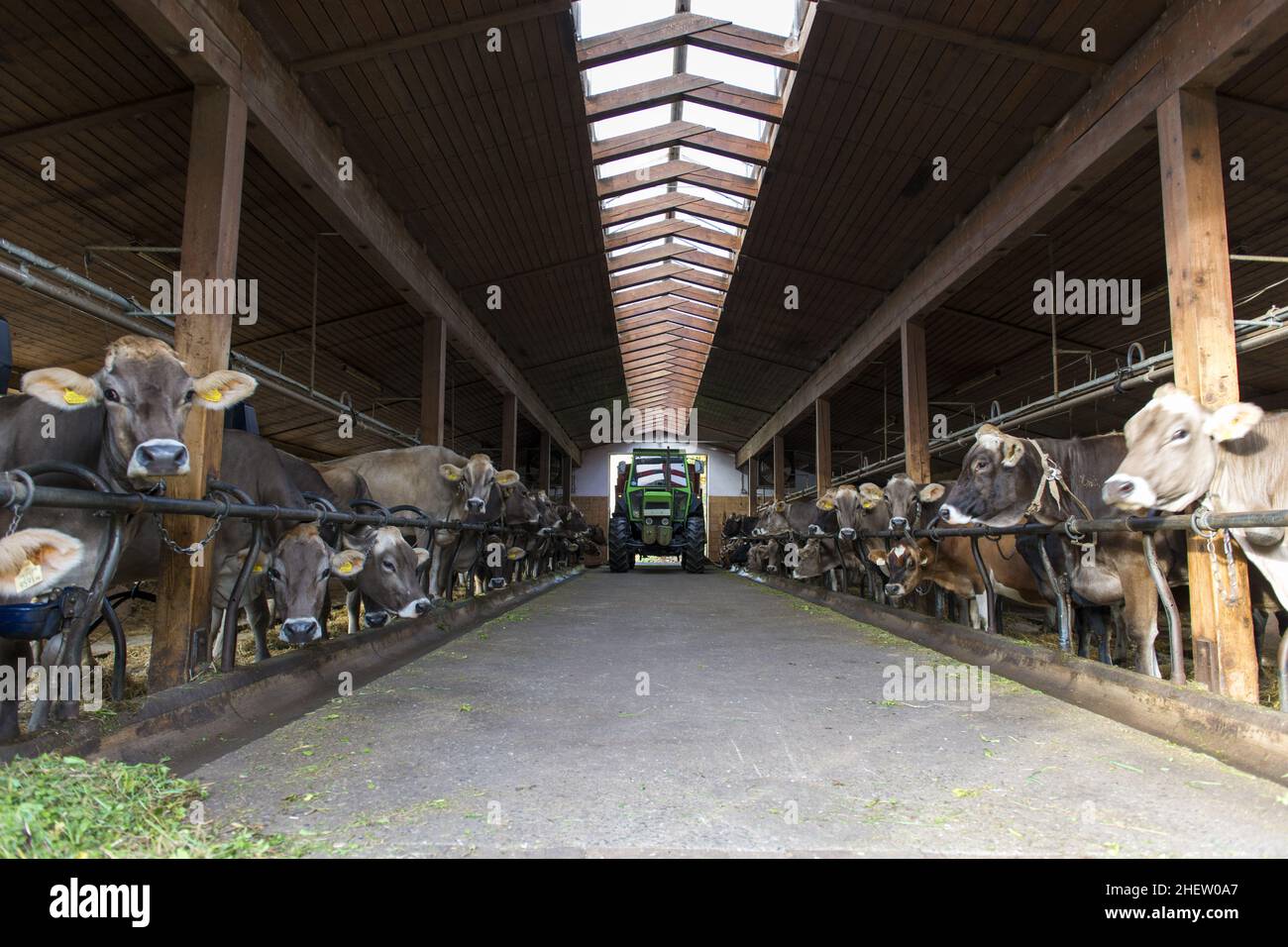 tractor passes barn for feeding several milk cows at farm Stock Photo ...