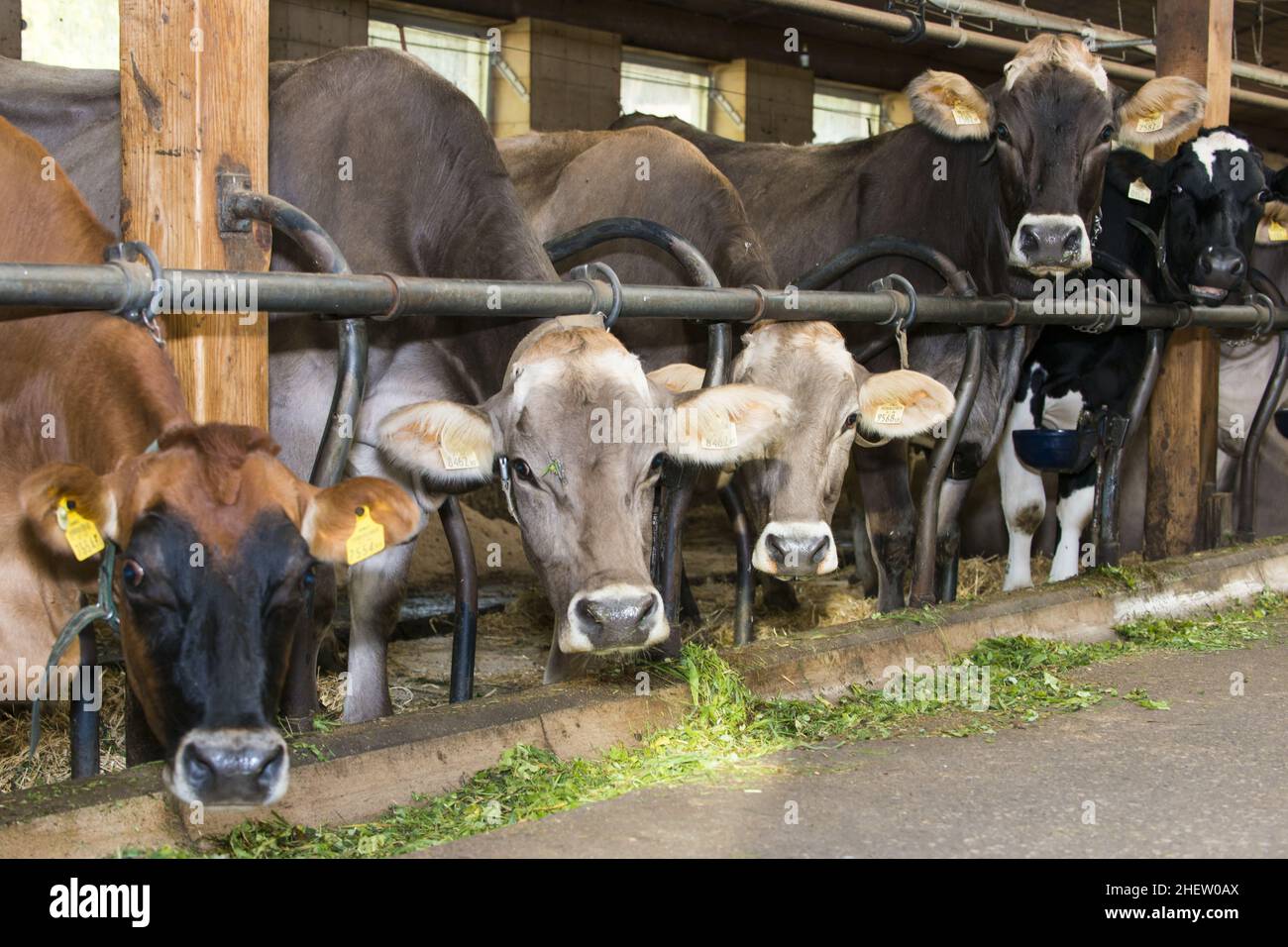 several cows while eating grass and hay at cow barn Stock Photo - Alamy