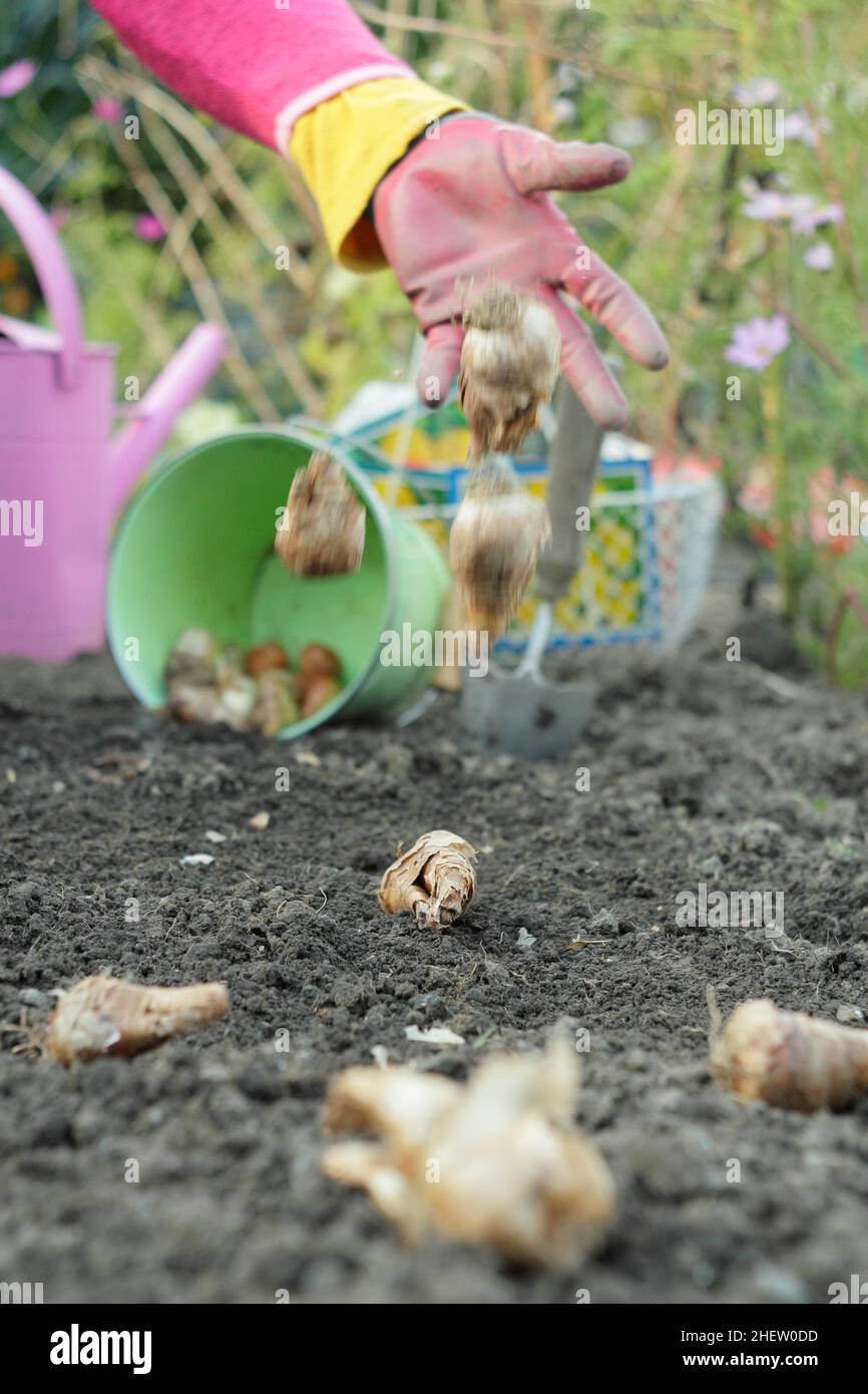 Narcissus. Woman scattering daffodil bulbs in a garden border to ...