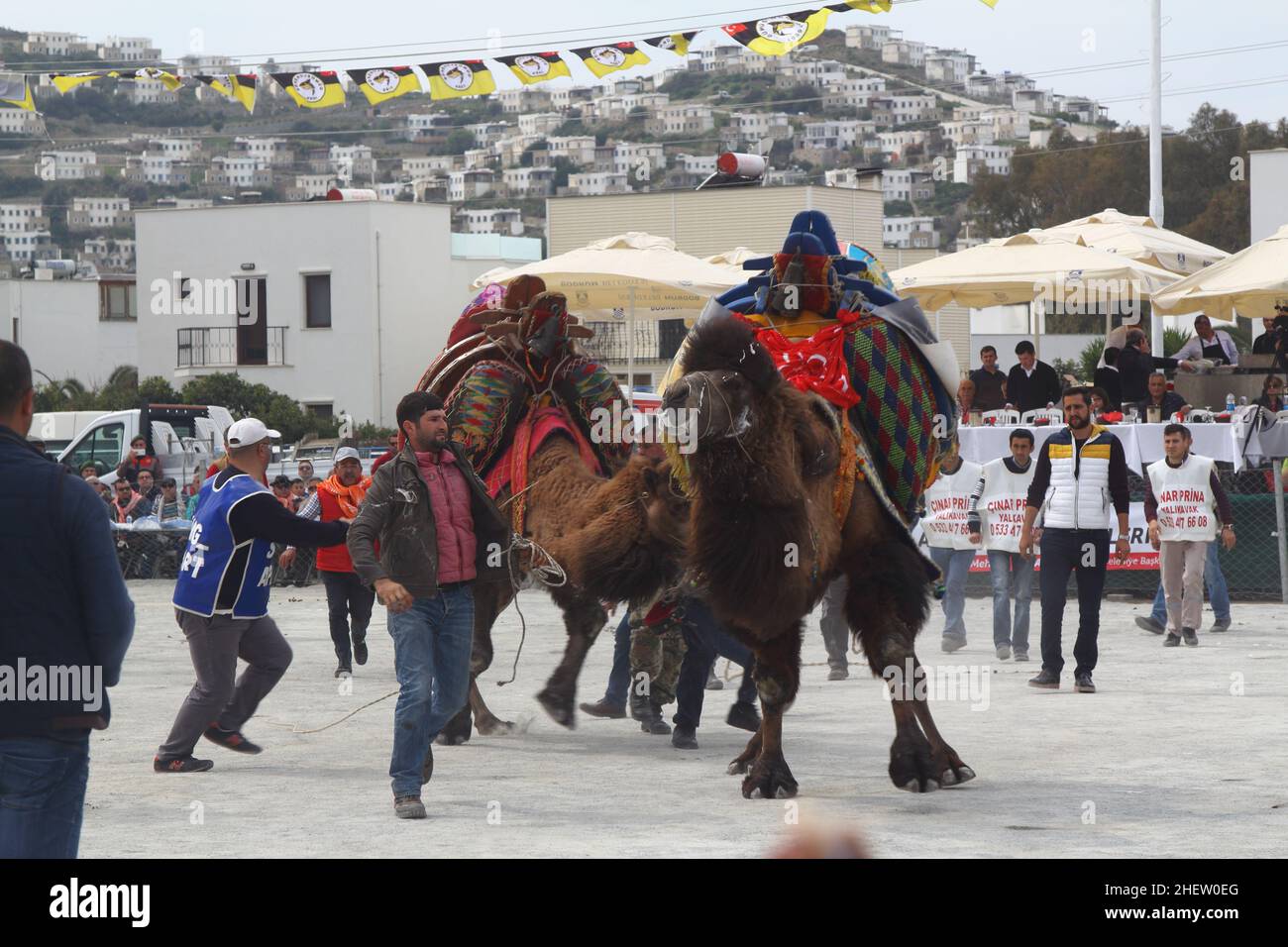 Bodrum, Turkey - 19 March 2017: Traditional camel wrestling is very ...