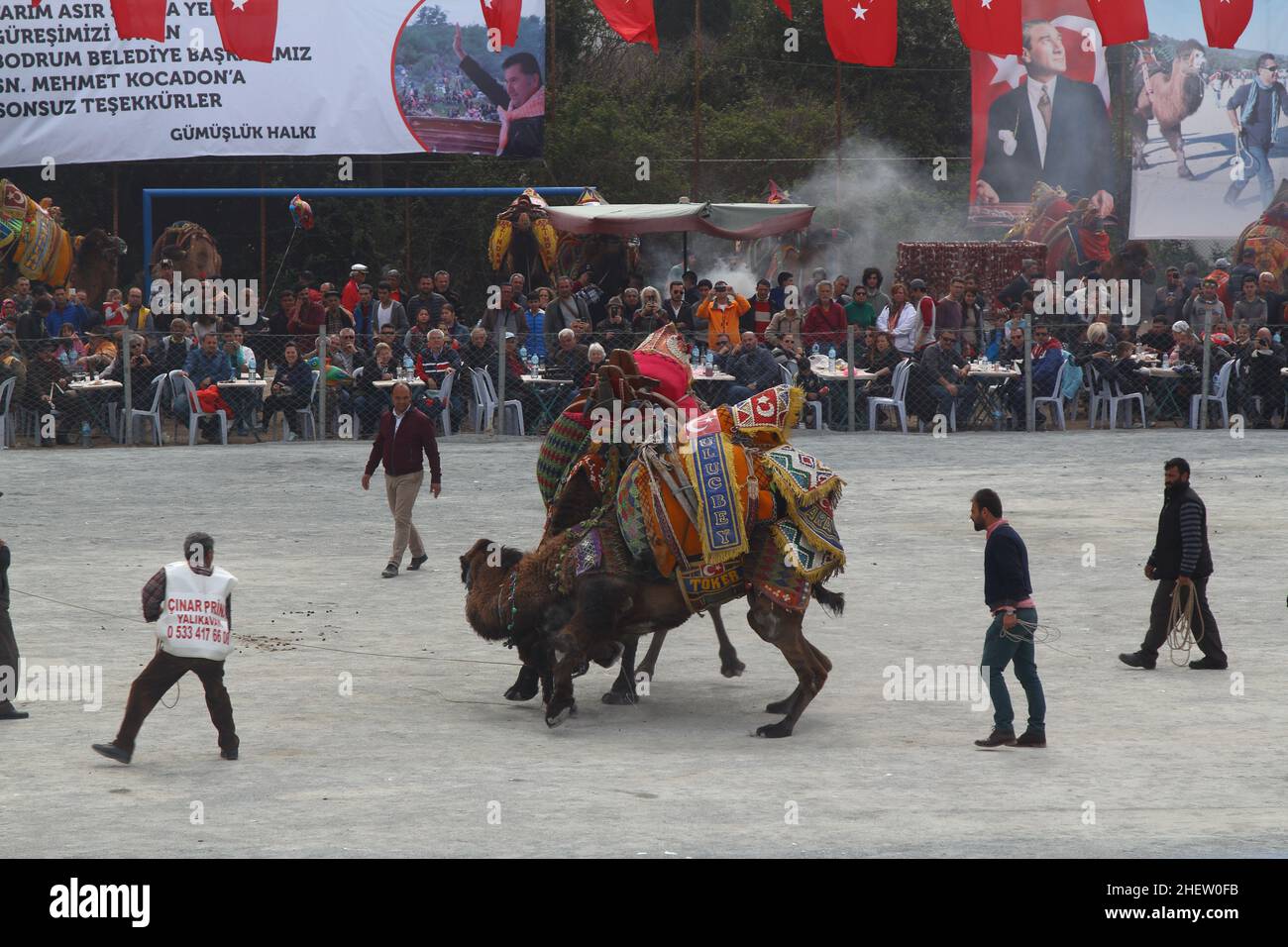 Bodrum, Turkey - 19 March 2017: Traditional camel wrestling is very ...