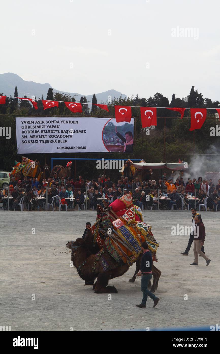 Bodrum, Turkey - 19 March 2017: Traditional camel wrestling is very ...