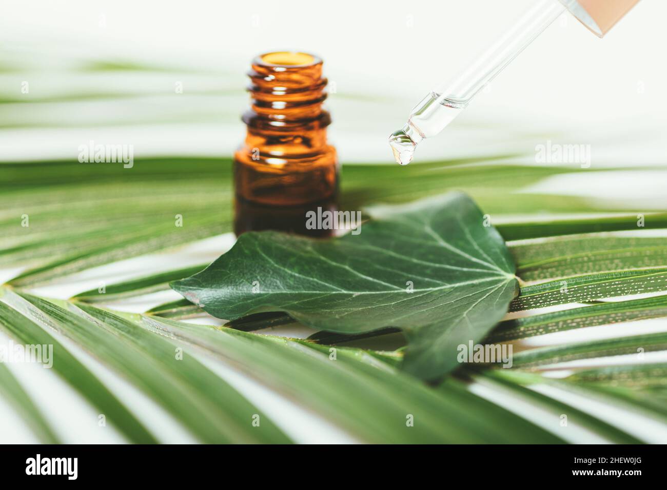 Drop natural essential oil drips from pipette on green leaf next to ...
