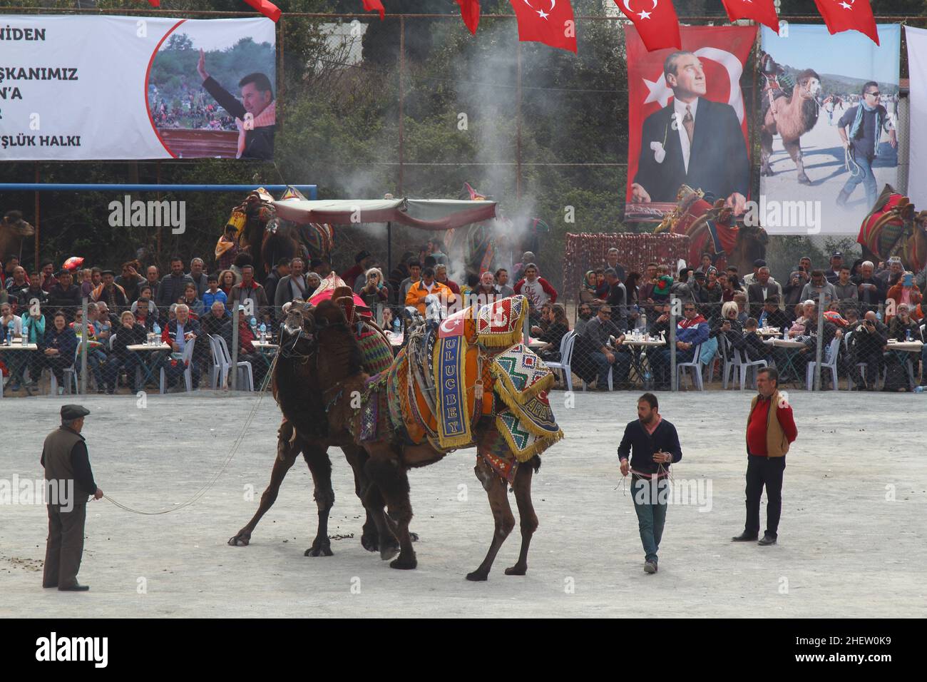 Bodrum, Turkey - 19 March 2017: Traditional camel wrestling is very ...
