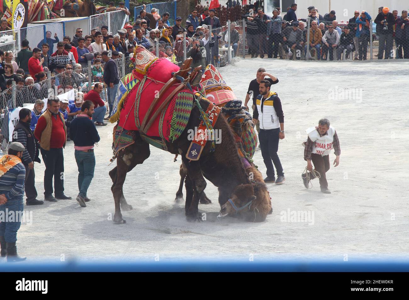 Bodrum, Turkey - 19 March 2017: Traditional camel wrestling is very ...