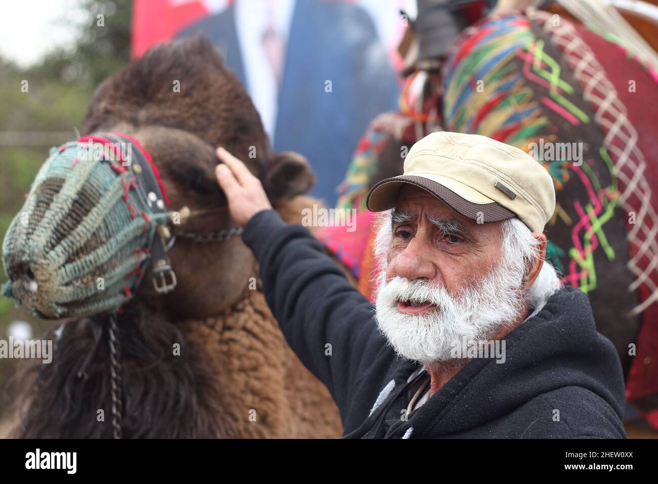 Bodrum, Turkey - 19 March 2017: Traditional camel wrestling is very ...