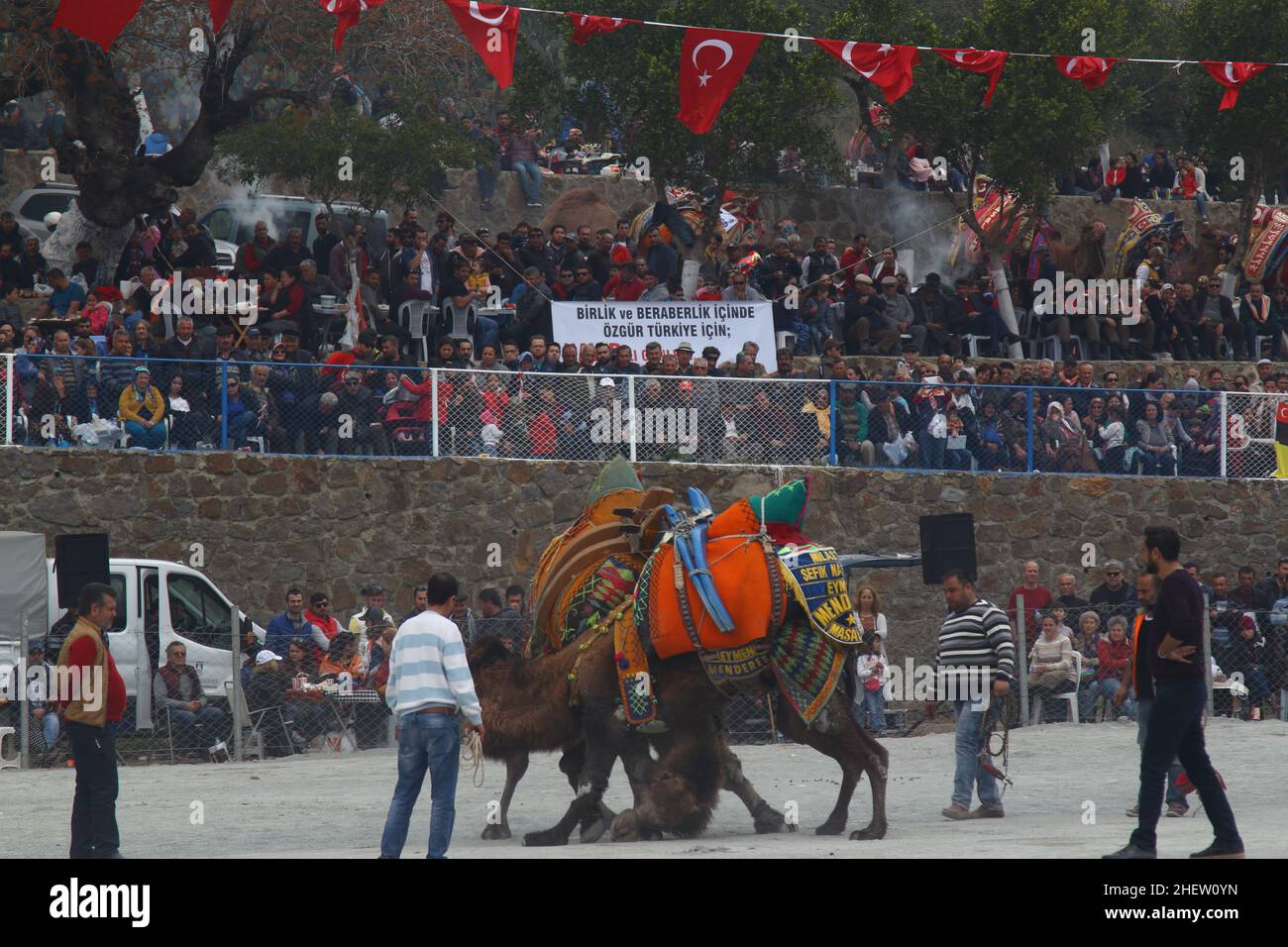 Bodrum, Turkey - 19 March 2017: Traditional camel wrestling is very ...