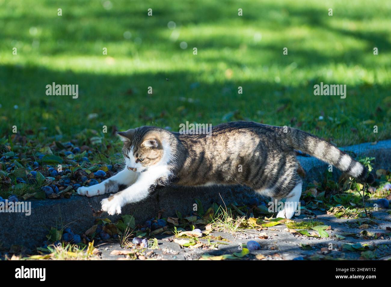 young cat tries to catch butterfly in green grass Stock Photo - Alamy
