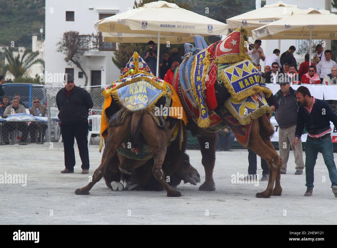 Bodrum, Turkey - 19 March 2017: Traditional camel wrestling is very ...