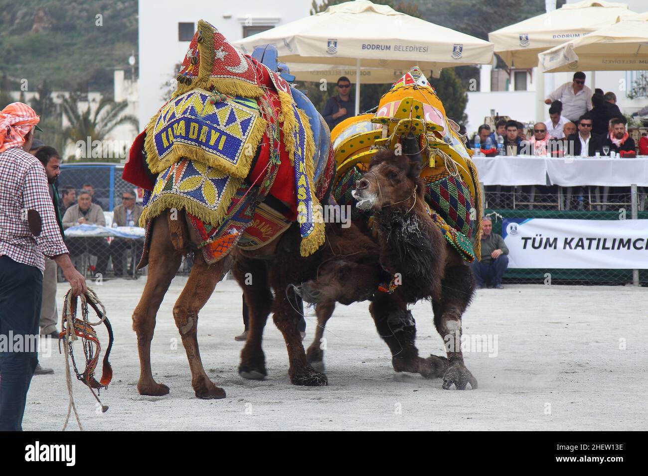 Bodrum, Turkey - 19 March 2017: Traditional camel wrestling is very ...