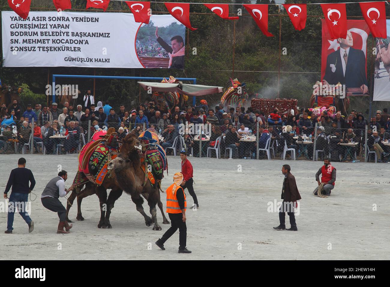 Bodrum, Turkey - 19 March 2017: Traditional camel wrestling is very ...