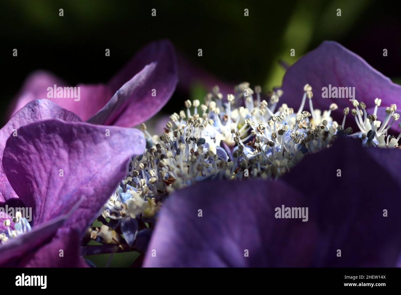 Abstract Closeup of Flower with Large Purple Pedals and Large White and ...