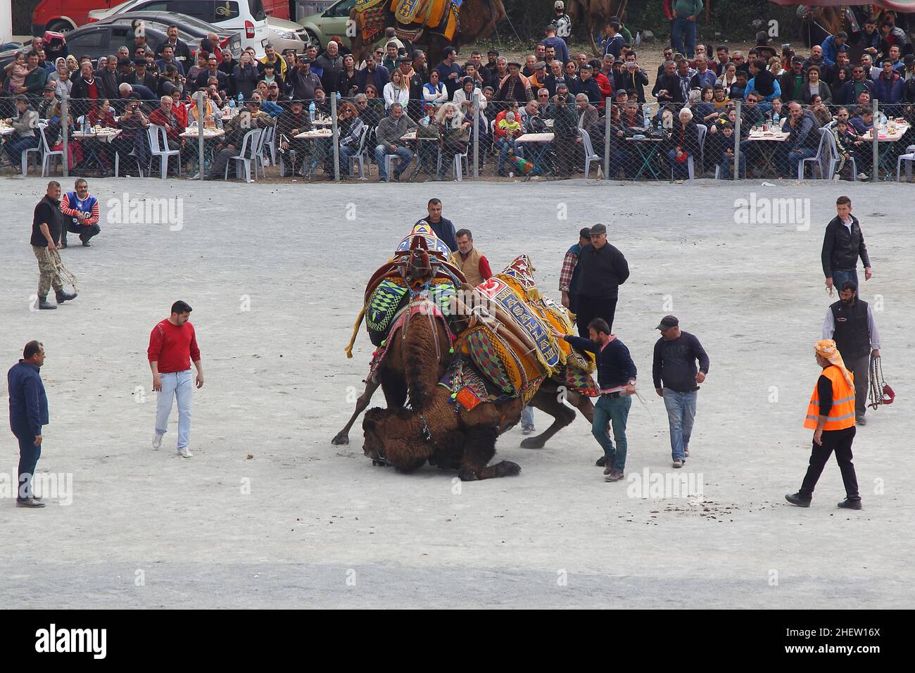 Bodrum, Turkey - 19 March 2017: Traditional camel wrestling is very ...
