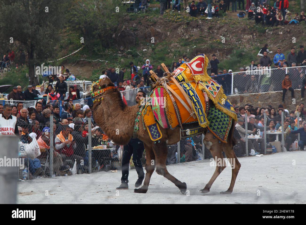 Bodrum, Turkey - 19 March 2017: Traditional camel wrestling is very ...